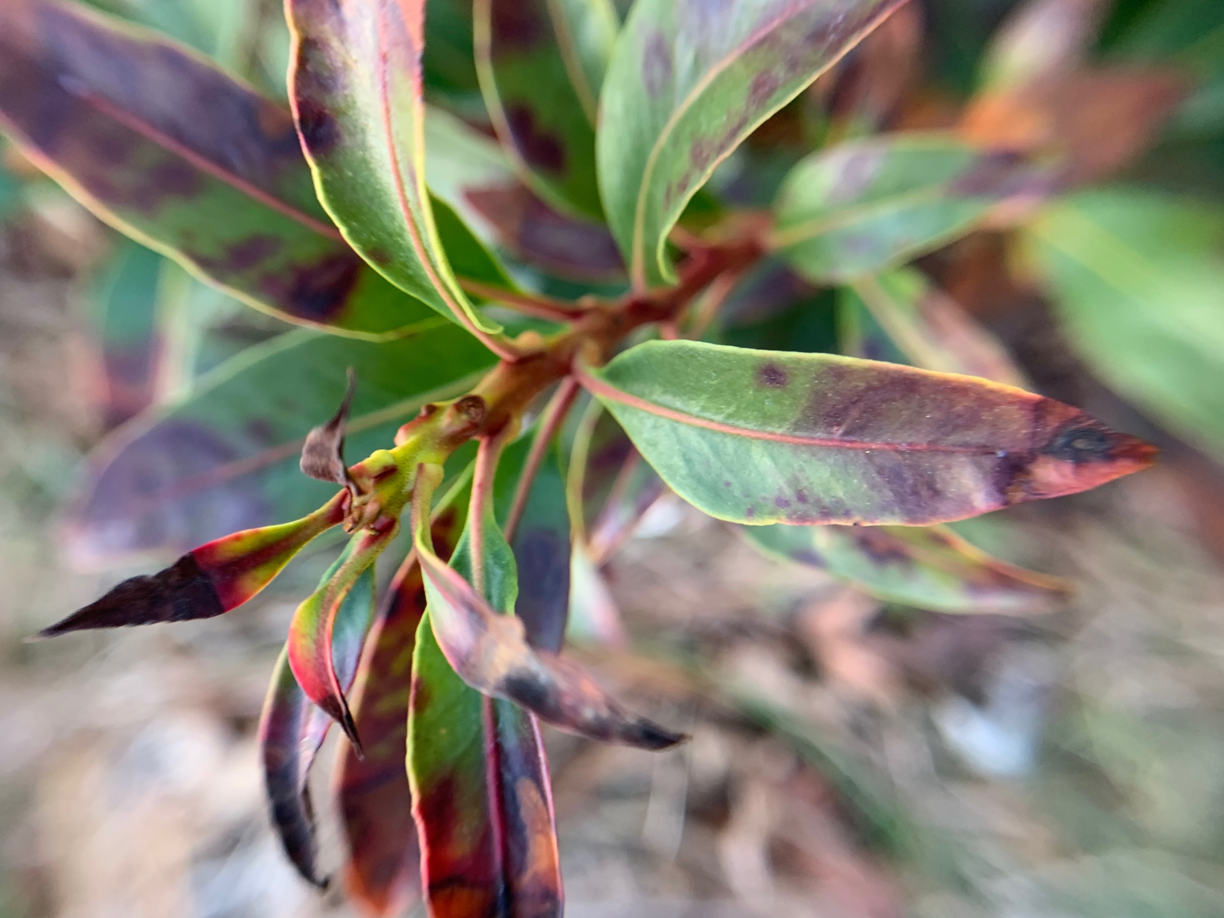 Mountain Laurel