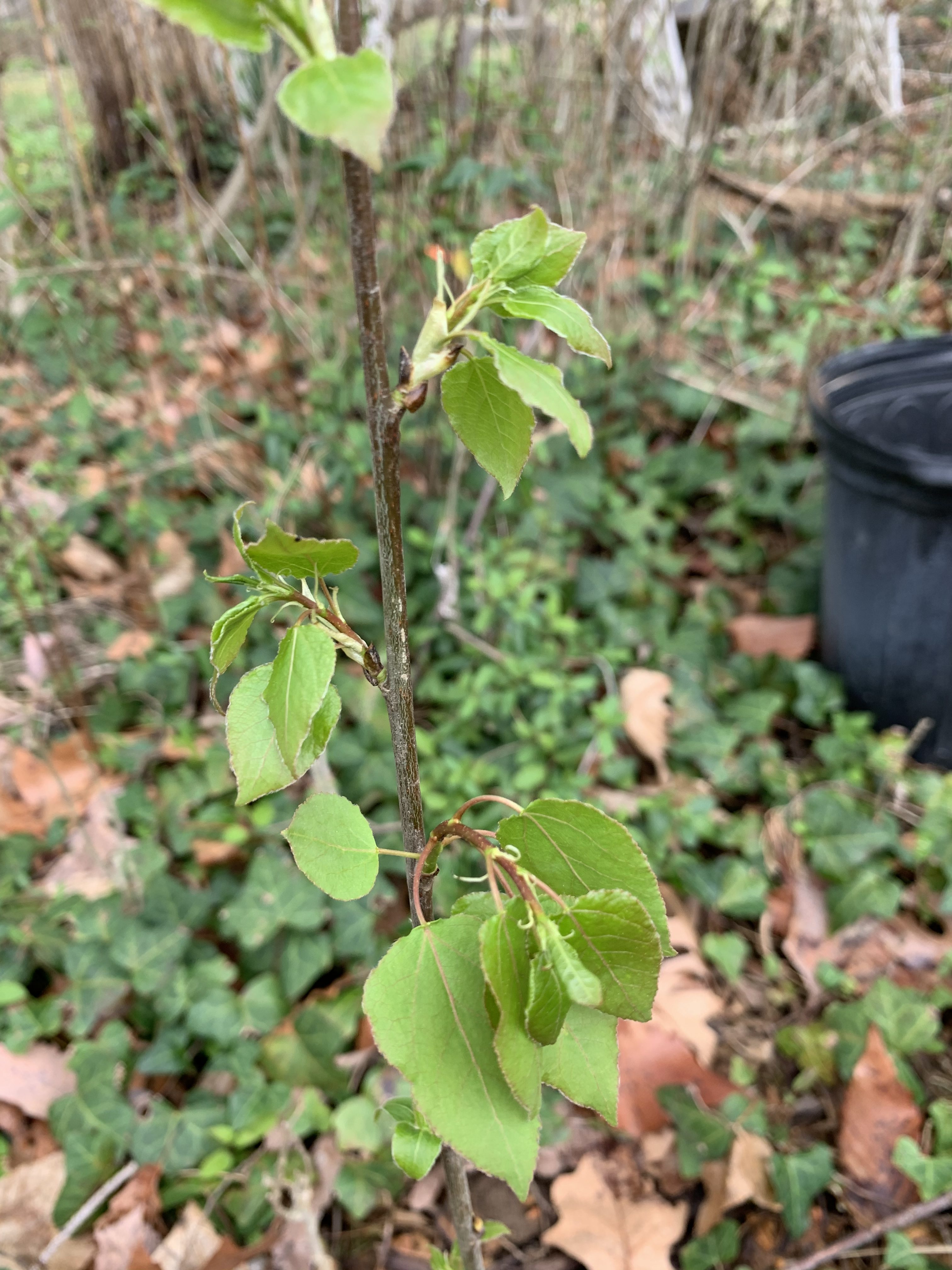 A Spring in the Life of a Quaking Aspen Sapling