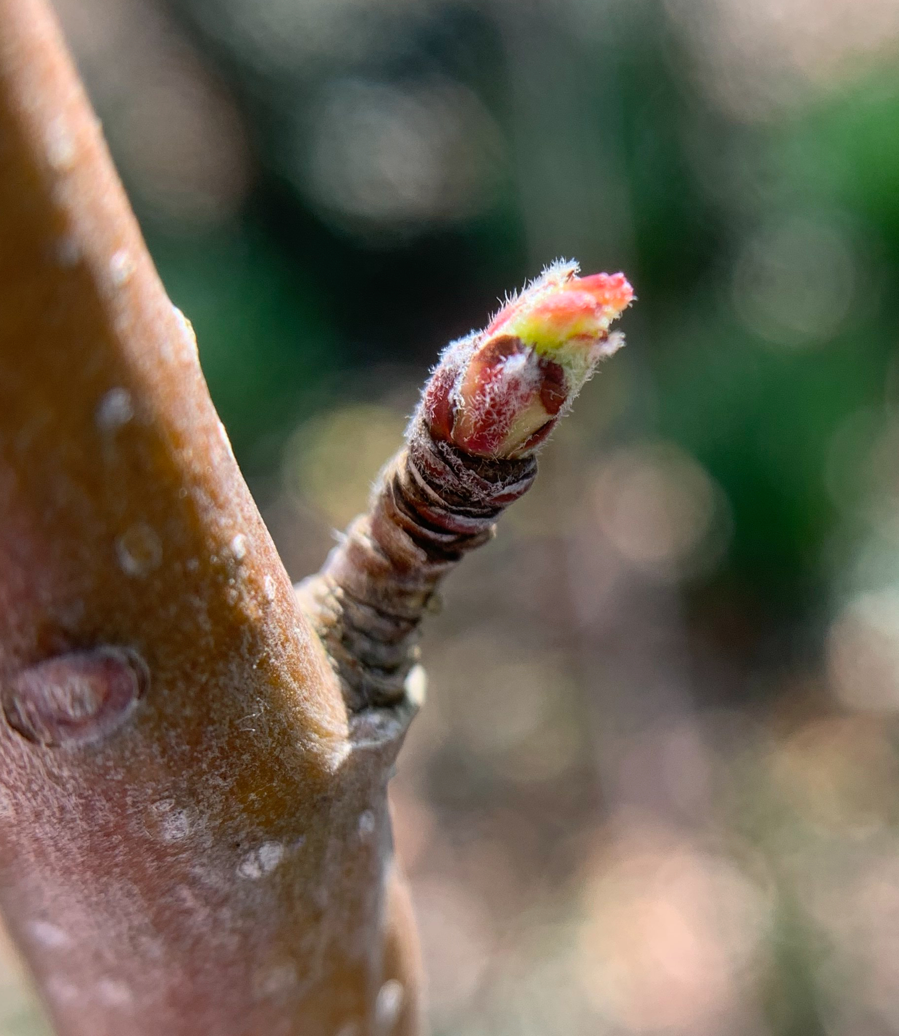 A Spring in the Life of an Apple Tree Sapling
