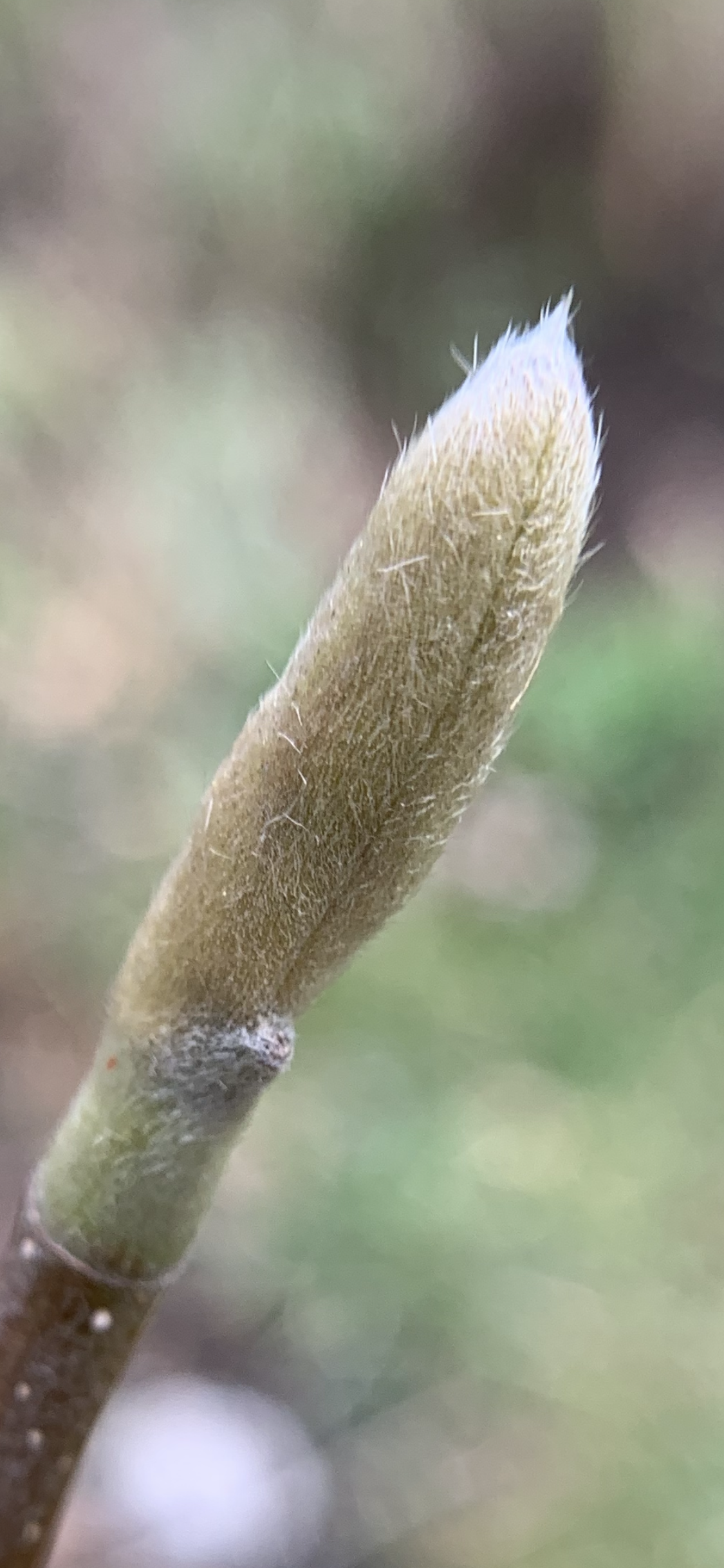A Spring in the Life of a Saucer Magnolia Sapling