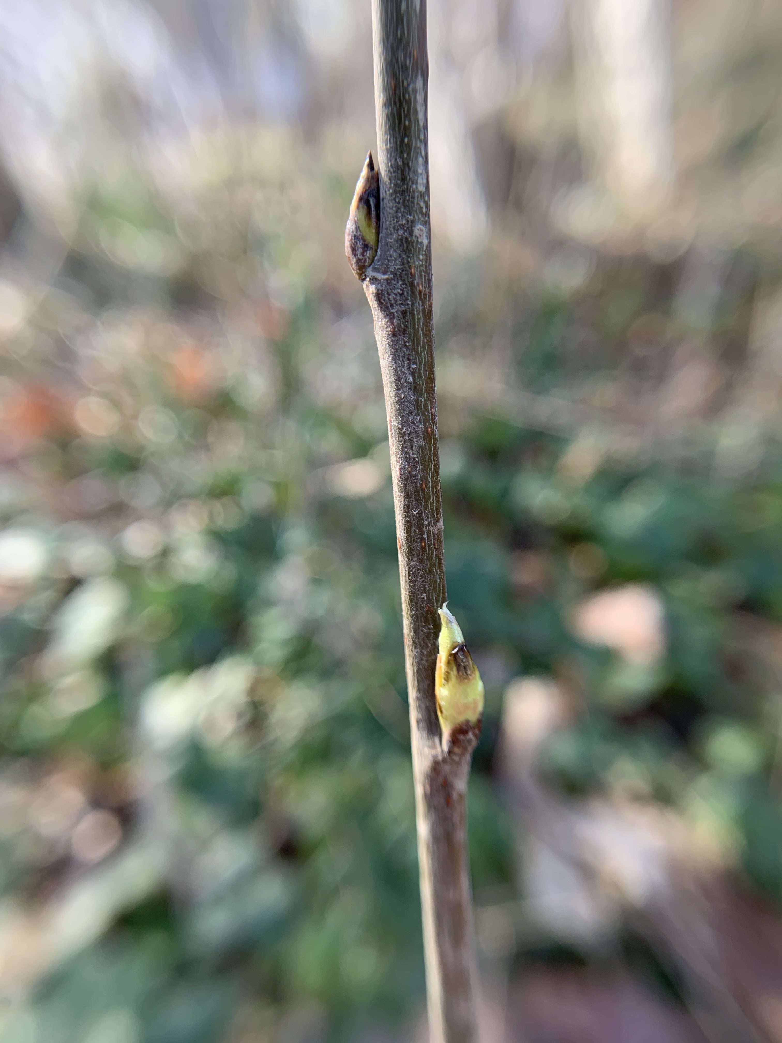 A Spring in the Life of a Quaking Aspen Sapling