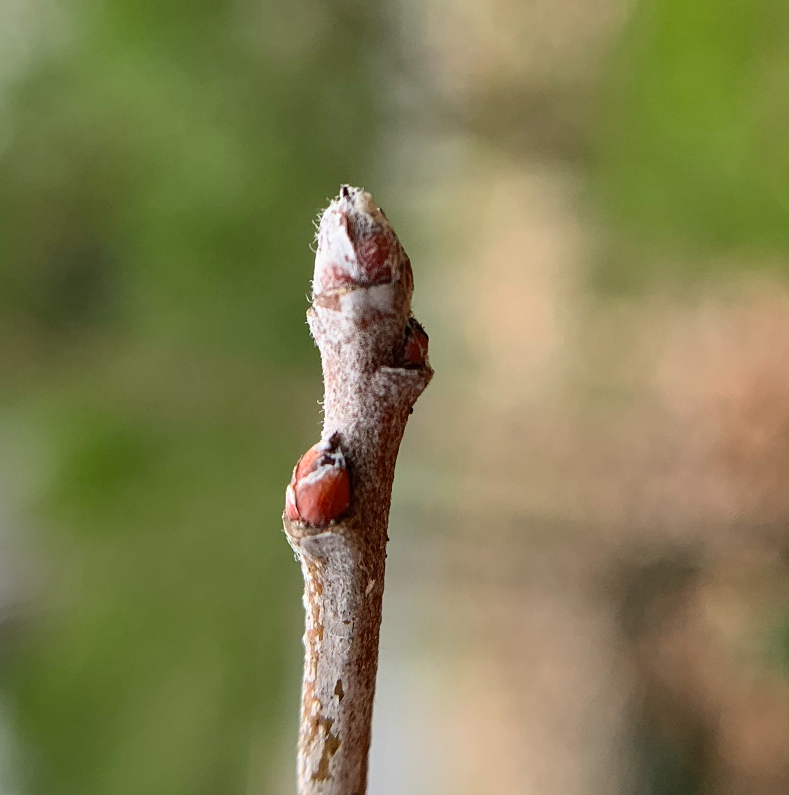 A Spring in the Life of an Apple Tree Sapling