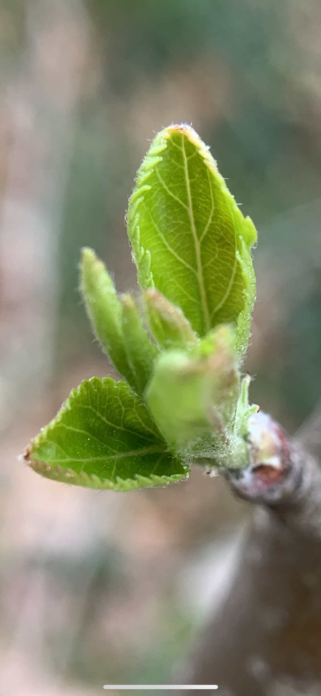 A Spring in the Life of an Apple Tree Sapling