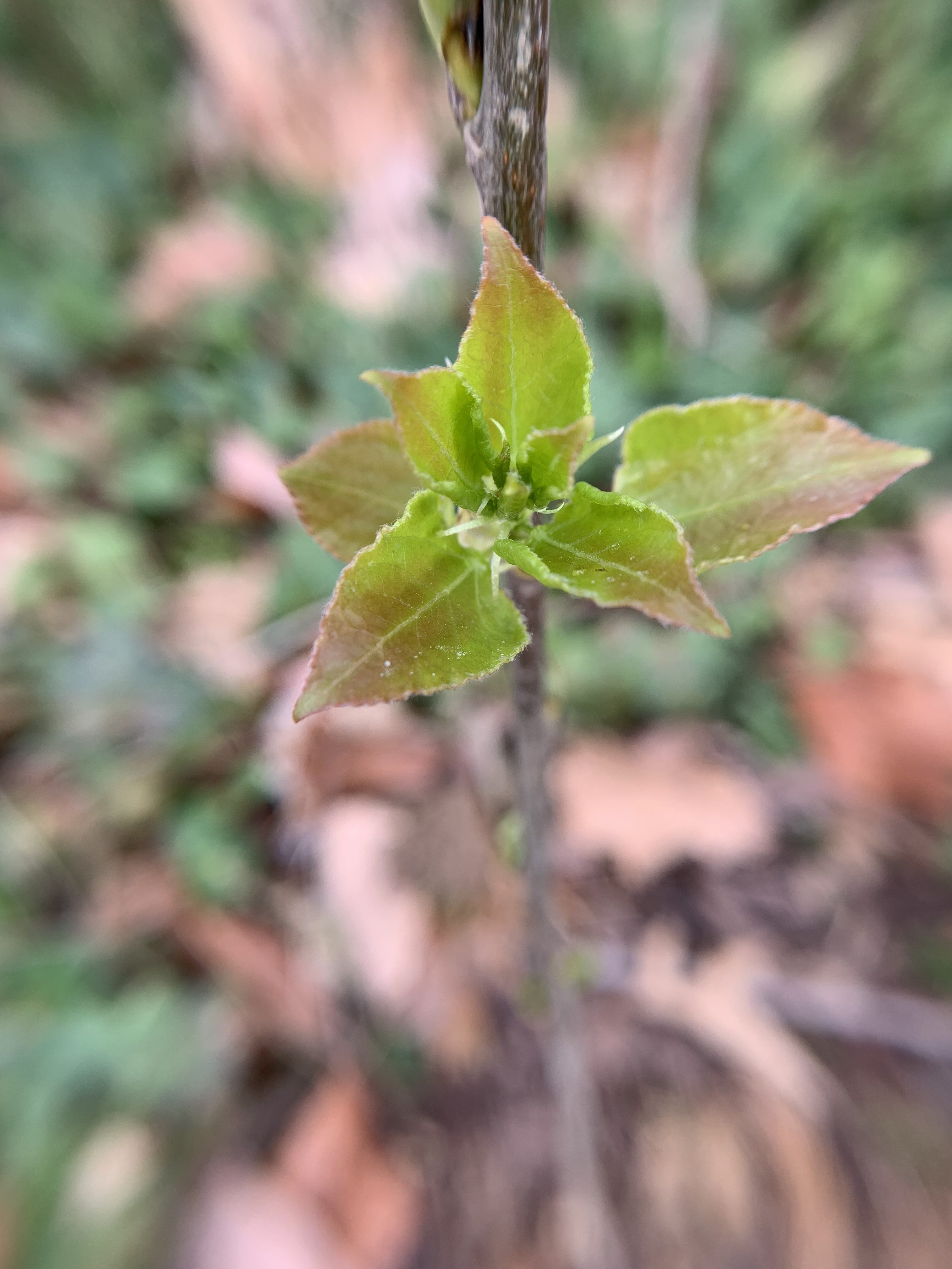 A Spring in the Life of a Quaking Aspen Sapling