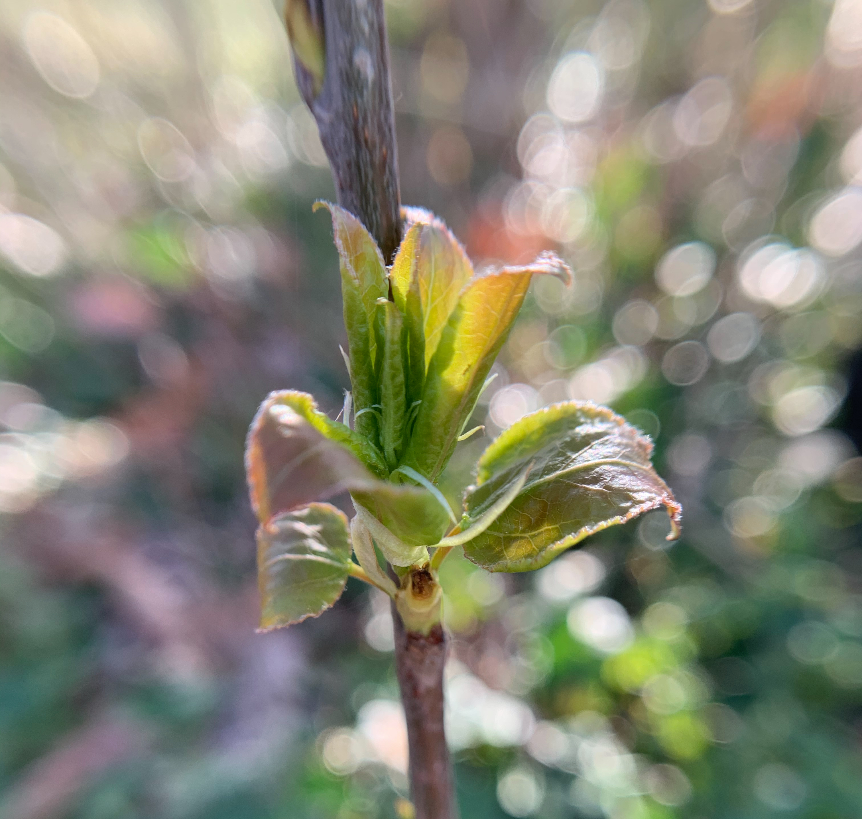 A Spring in the Life of a Quaking Aspen Sapling