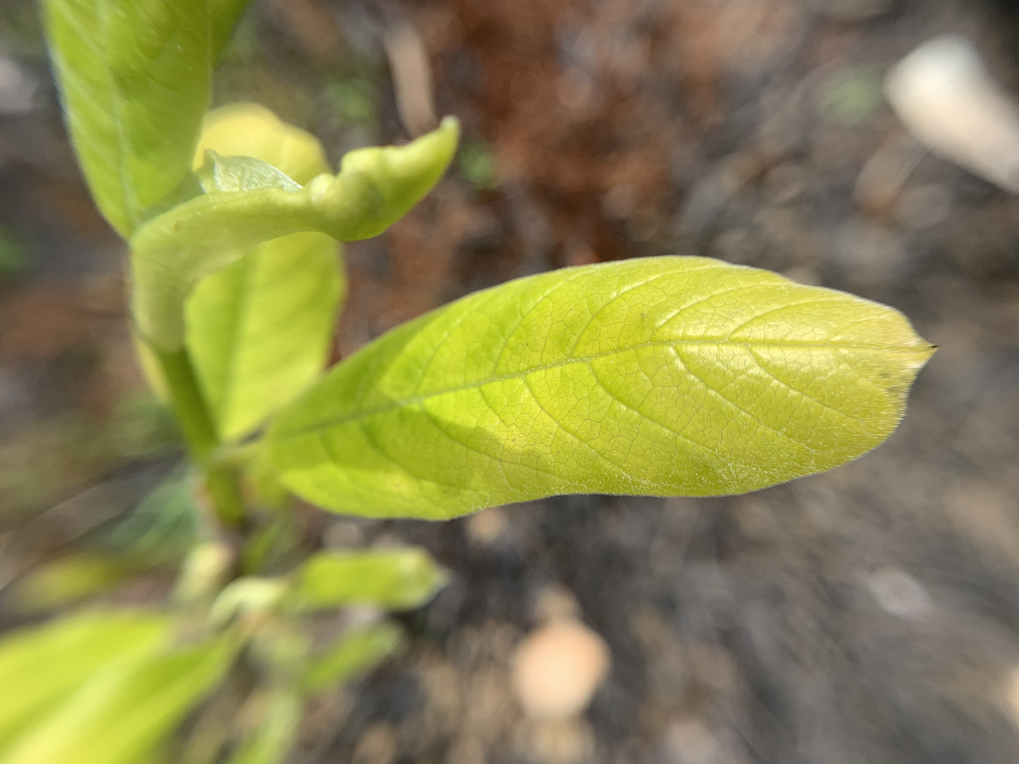 A Spring in the Life of a Saucer Magnolia Sapling